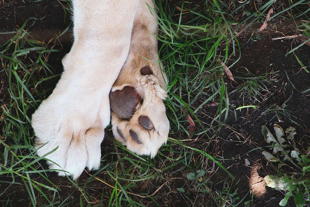PetLab Co. - Dog Paw Care