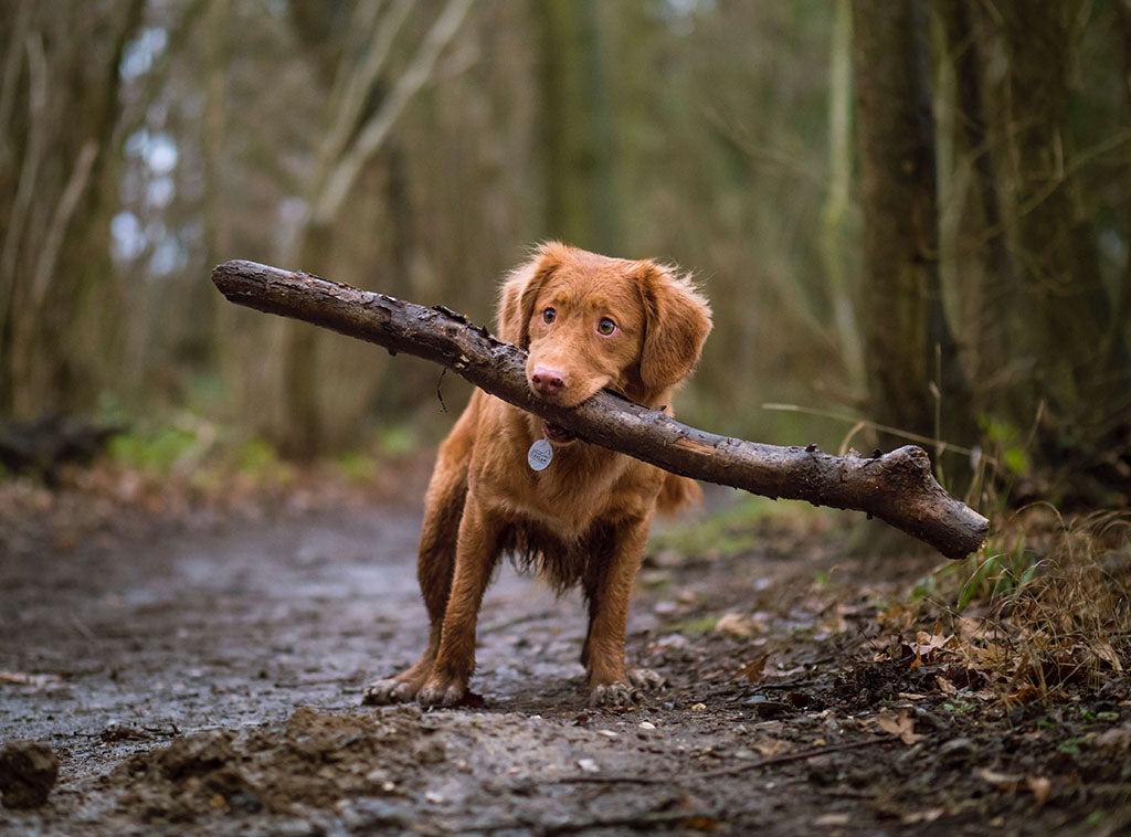 PetLab Co. - Dog Dragging Bum On Floor? Here’s What To Do