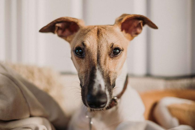 PetLab Co. - All You Need To Know About The Dog Ear Anatomy