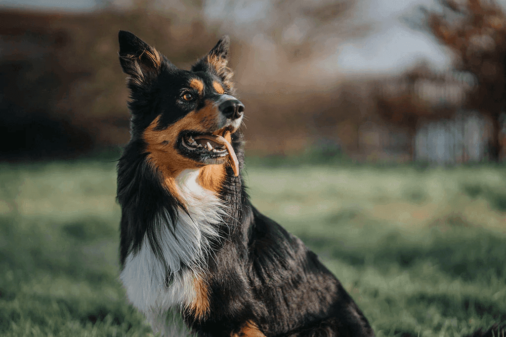 PetLab Co. - Dog Dragging Bum On Floor? Here’s What To Do