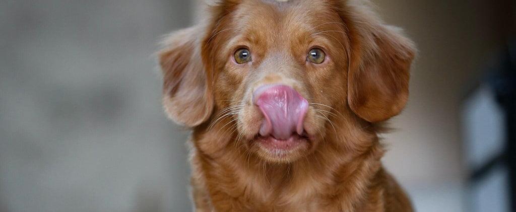 PetLab Co. - Can Dogs Eat Beetroot?