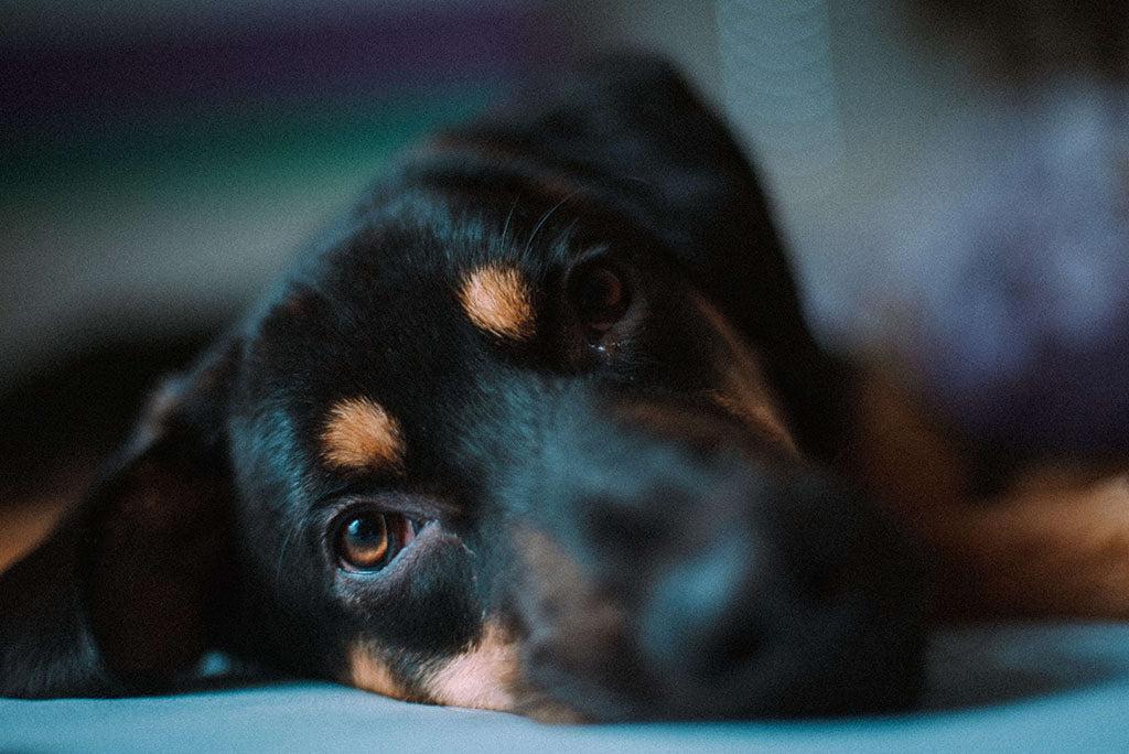 PetLab Co. - Why Do Dogs Have Three Eyelids?